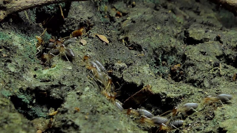 Termites in Tropical Rain Forest. Stock Footage - Video of ecology ...