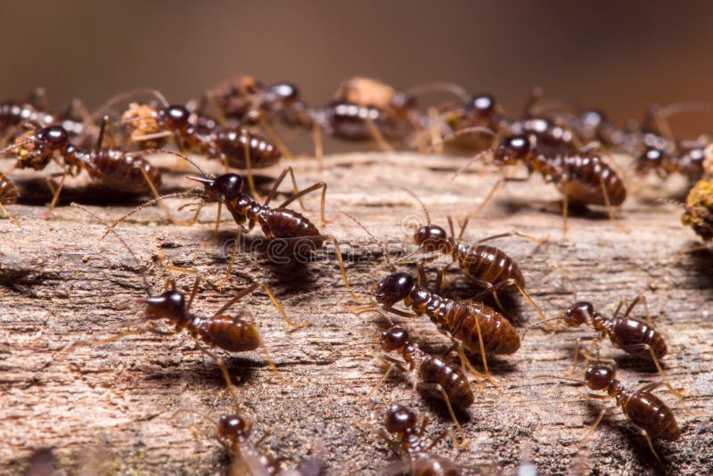 Termites in Tropical Rainforest Stock Photo - Image of background ...