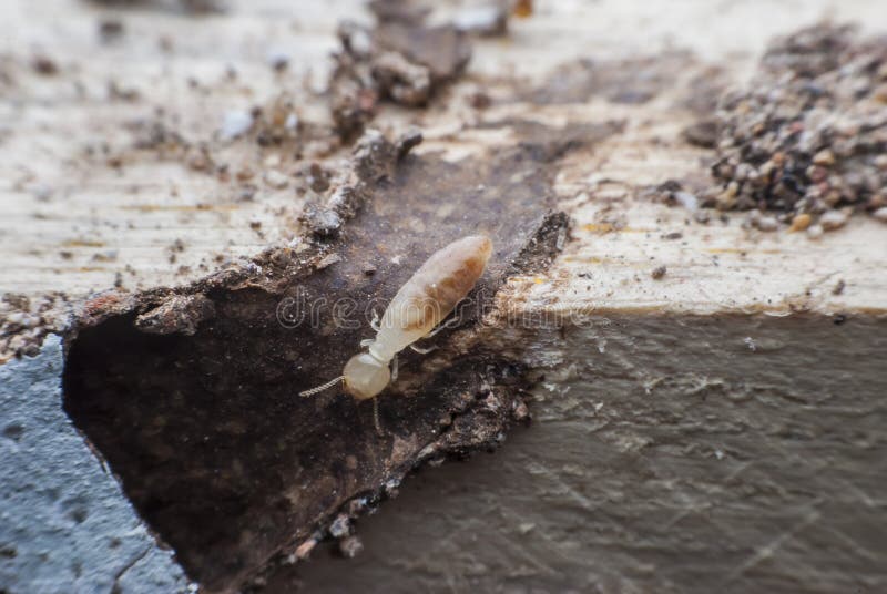 Termites or white ants stock photo. Image of grain, surface - 44307894
