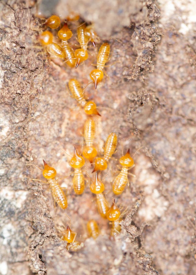 Termites stock photo. Image of destruction, white, decay - 89671856