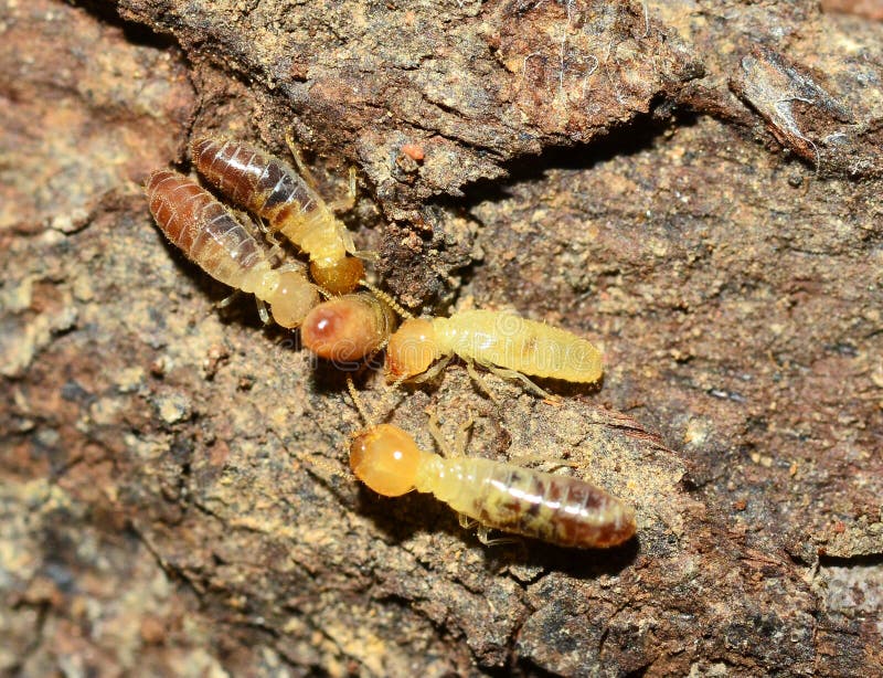 Termiti Sotteranee Orientali, Termiti Alate, Reticulitermes Flavipes ...