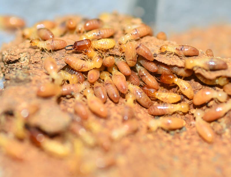 Termiti fotografia stock. Immagine di particolare, gruppo - 45329988
