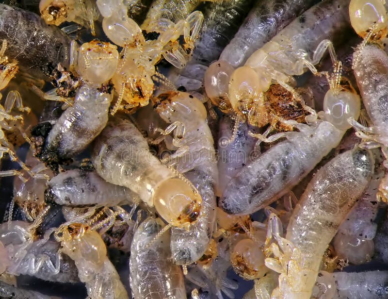 Termit obraz stock. Obraz złożonej z biały, żołnierz - 102397937