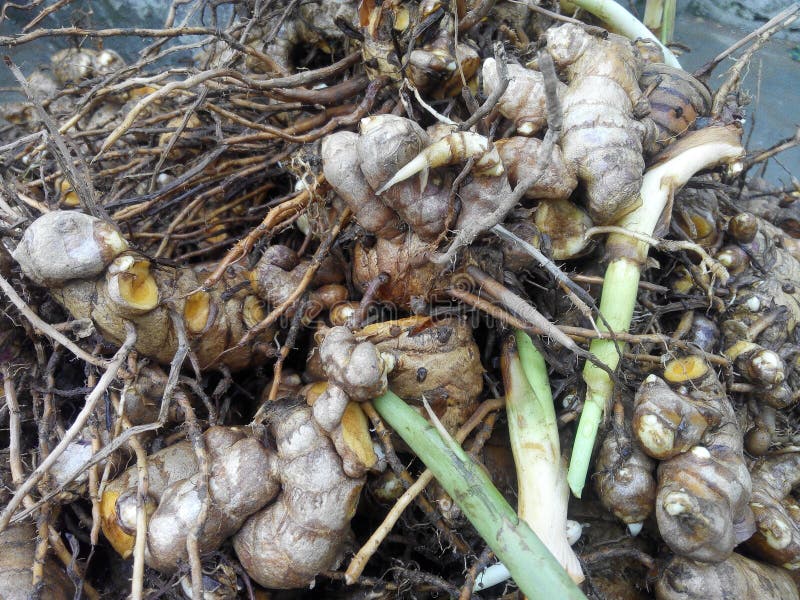 Turmuric Root Stock Photos - Free & Royalty-Free Stock Photos from ...