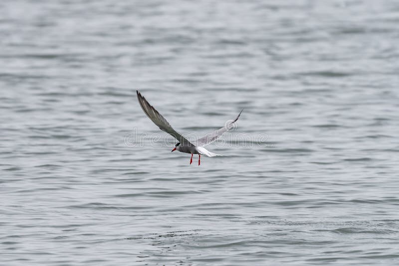 Tern Bird Catching Fish in the Northern Sea in Germany at Amrum (Oomram ...