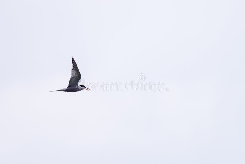 Tern Bird Catching Fish in the Northern Sea in Germany at Amrum (Oomram ...