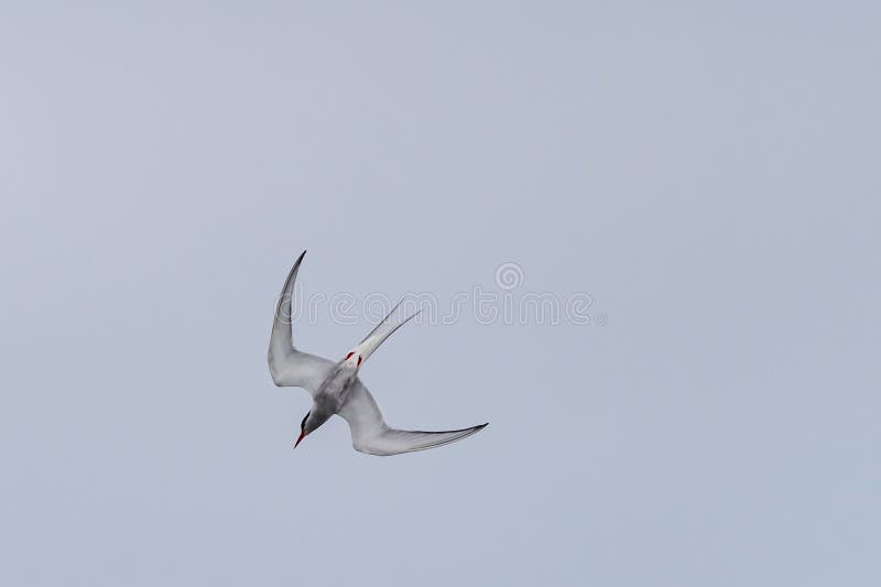 Tern Bird Catching Fish in the Northern Sea in Germany at Amrum (Oomram ...