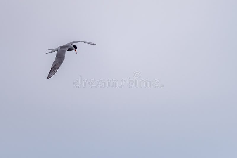 Tern Bird Catching Fish in the Northern Sea in Germany at Amrum (Oomram ...