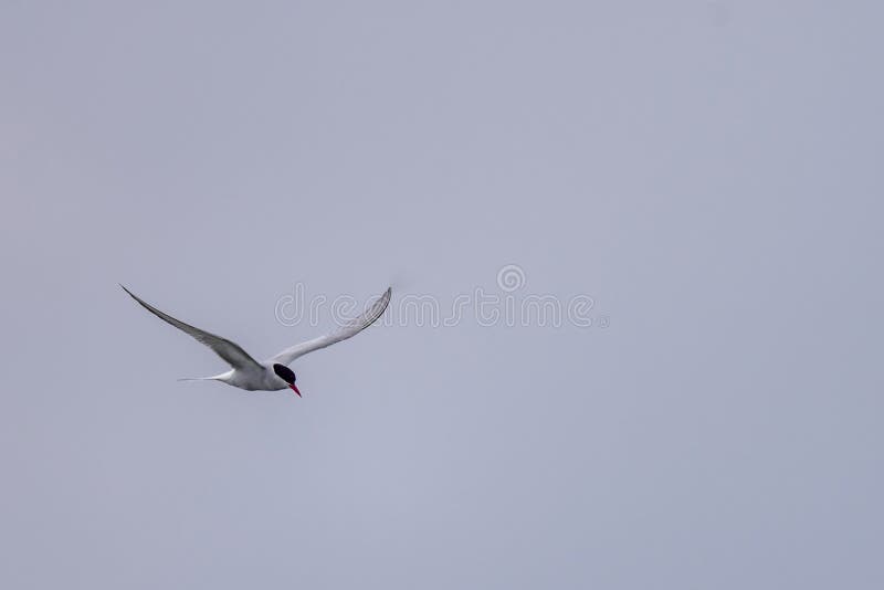 Tern Bird Catching Fish in the Northern Sea in Germany at Amrum (Oomram ...