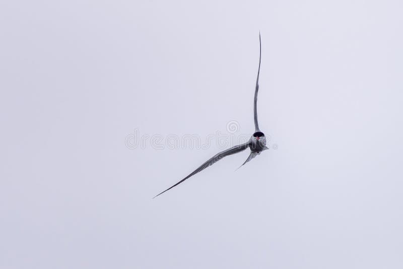 Tern Bird Catching Fish in the Northern Sea in Germany at Amrum (Oomram ...