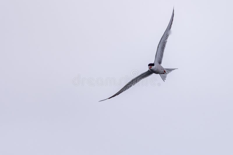 Tern Bird Catching Fish in the Northern Sea in Germany at Amrum (Oomram ...
