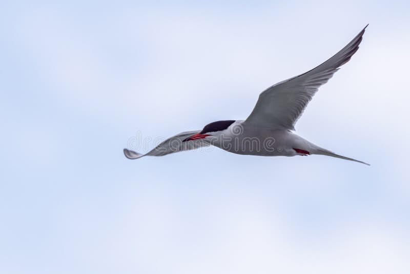 Tern Bird Catching Fish in the Northern Sea in Germany at Amrum (Oomram ...
