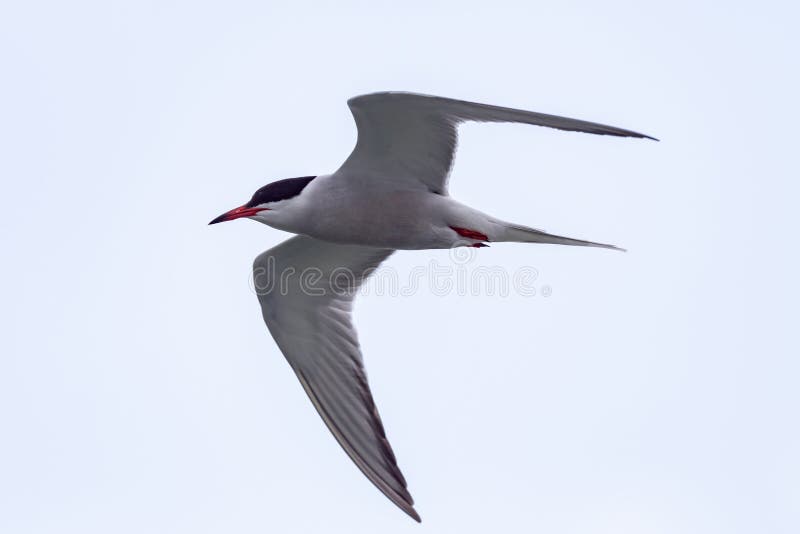 Tern Bird Catching Fish in the Northern Sea in Germany at Amrum (Oomram ...