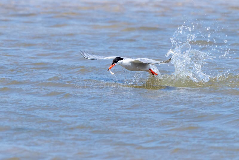 Tern Bird Catching Fish in the Northern Sea in Germany at Amrum (Oomram ...
