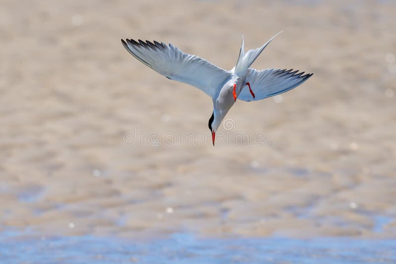 Tern Bird Catching Fish in the Northern Sea in Germany at Amrum (Oomram ...
