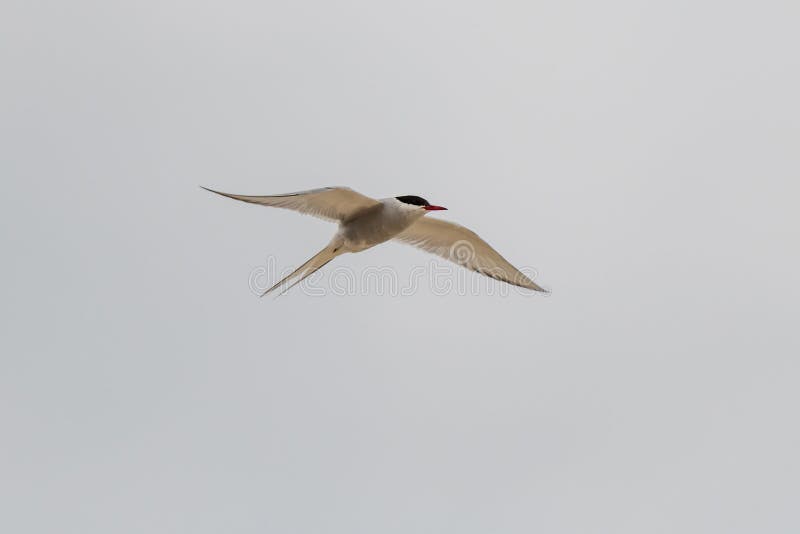 Tern Bird Catching Fish in the Northern Sea in Germany at Amrum (Oomram ...