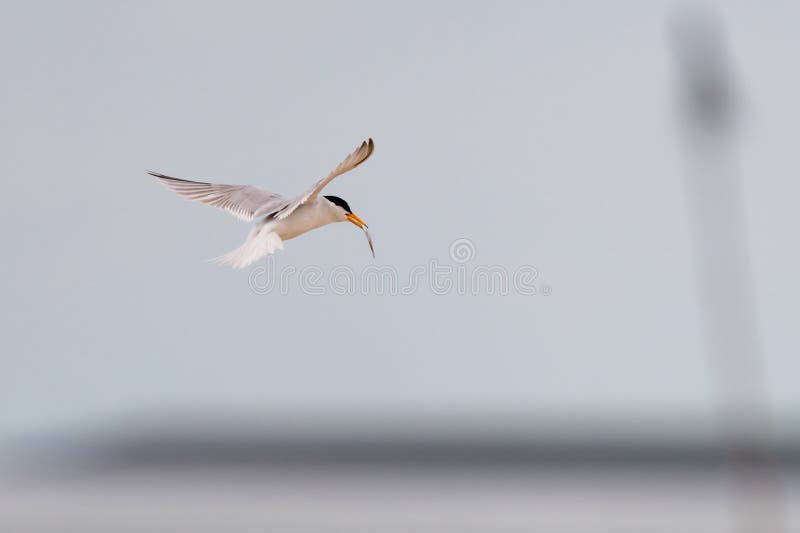 Tern Bird Catching Fish in the Northern Sea in Germany at Amrum (Oomram ...