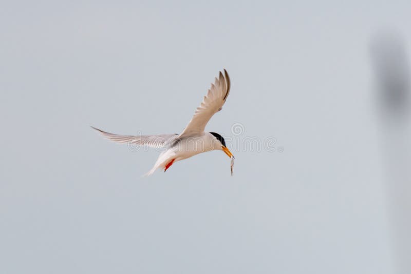 Tern Bird Catching Fish in the Northern Sea in Germany at Amrum (Oomram ...