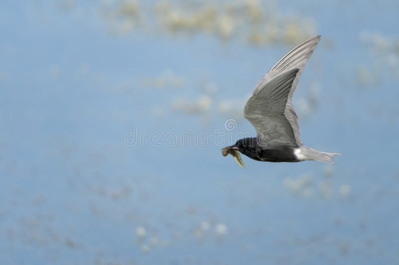 Tern Bird with fish stock image. Image of battle, flight - 269773703