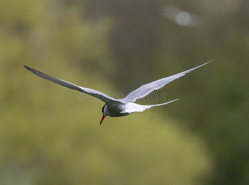 Tern Bird Flying in a Forest with Open Wings Stock Photo - Image of ...