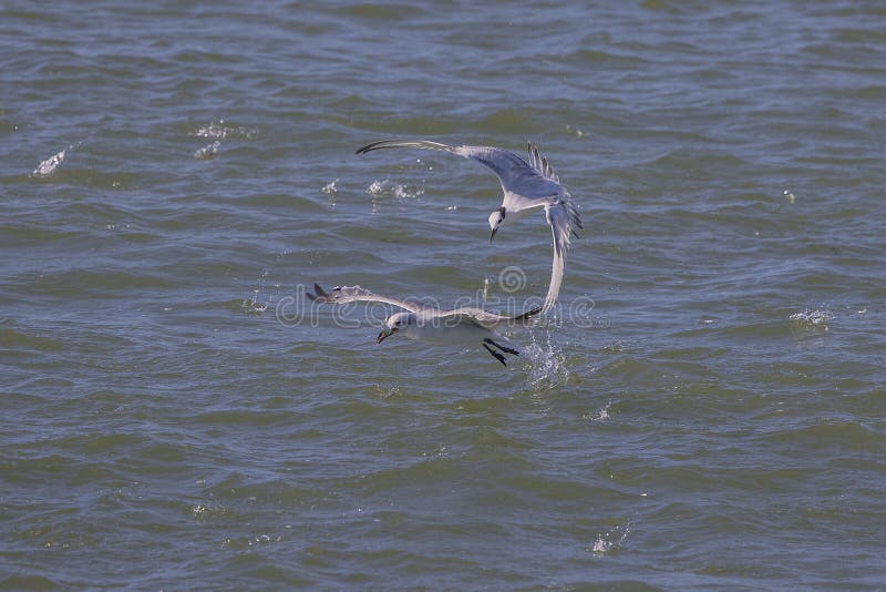 Tern Chasing Seagull for Its Fish Stock Photo - Image of wings ...