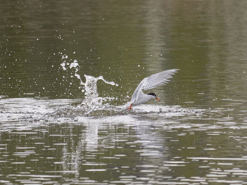 Tern Diving and Catching a Fish Making a Splash Stock Photo - Image of ...