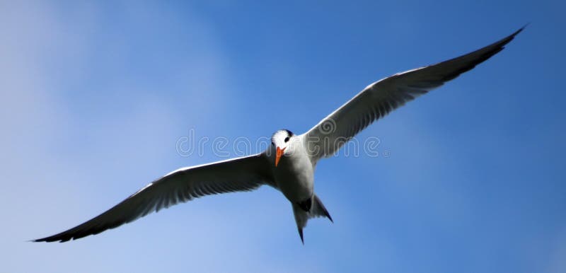 Tern Fishing Diving in Ocean Stock Photo - Image of colours, caspia ...