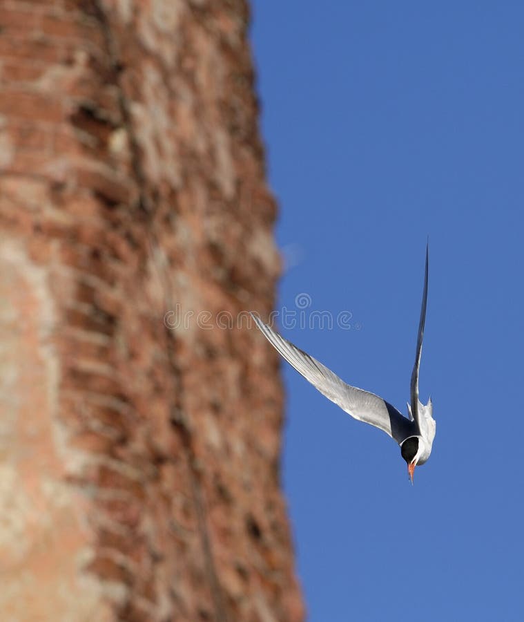 Tern in flight stock photo. Image of fauna, river, lake - 21520154