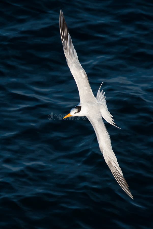 Tern in Flight, Sea Bird Flying through Blue Sky Stock Image - Image of ...