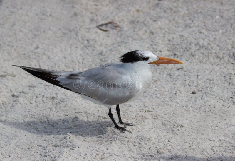 A Tern in Florida stock image. Image of beach, florida - 94501749