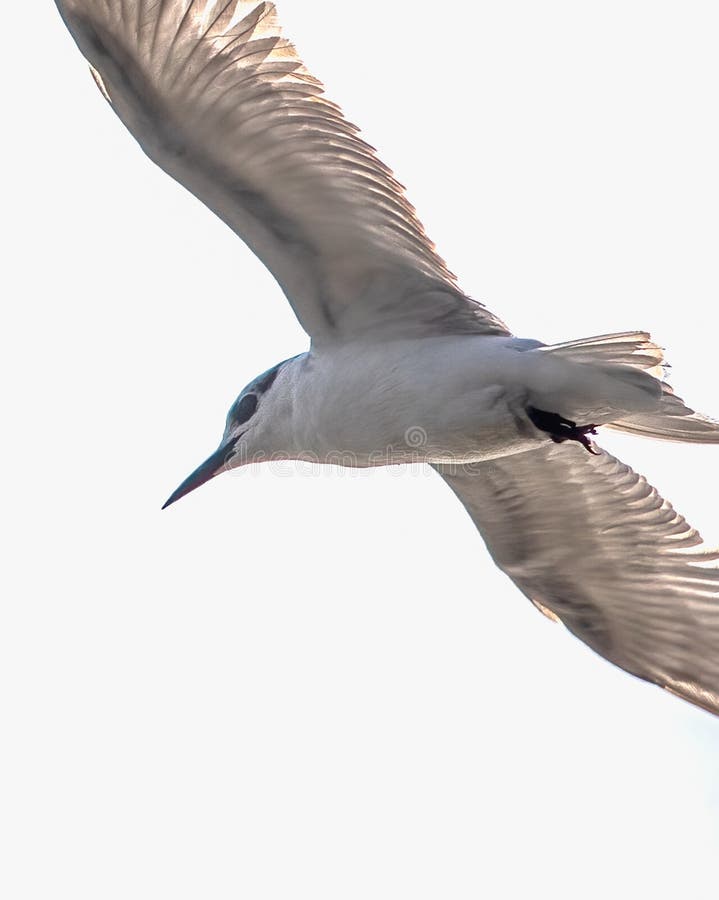 A Tern stock image. Image of animal, summer, beak, swallow - 360208641