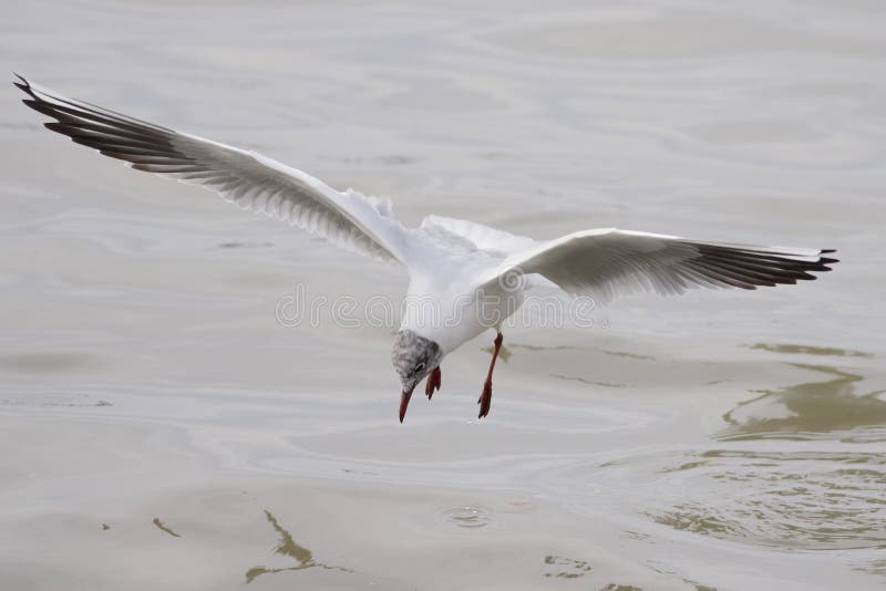 Tern hovering over water stock image. Image of hover - 197706123