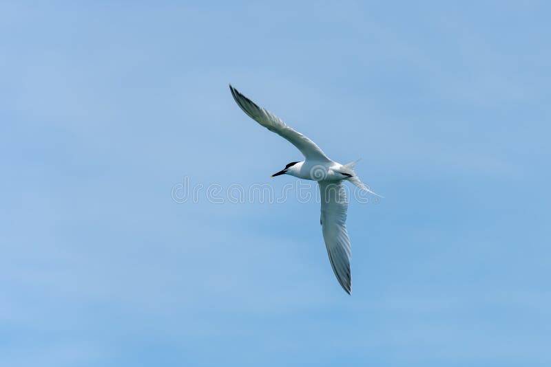 Tern Over the Atlantic Ocean Stock Image - Image of seabird, wing ...
