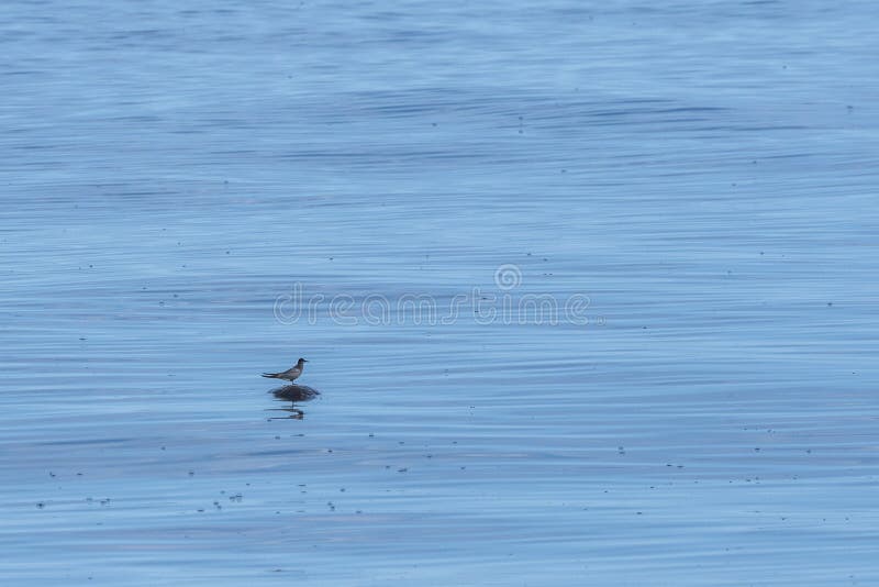 Sea turtle back stock photo. Image of pattern, water, back - 9826556