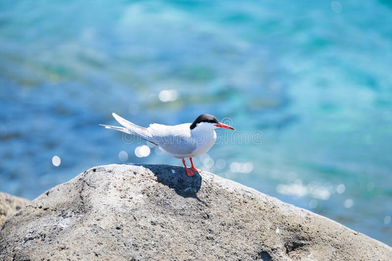 Gull and tern flock, stock photo. Image of dominicanus - 245924640