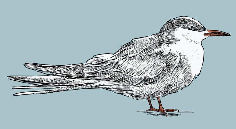 Tern sketch stock vector. Illustration of tail, feathers - 48823319