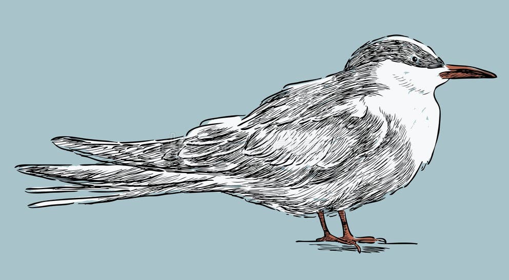 Tern sketch stock vector. Illustration of tail, feathers - 48823319