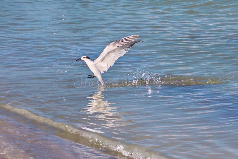 Diving Tern stock photo. Image of shorebird, beak, black - 99078928