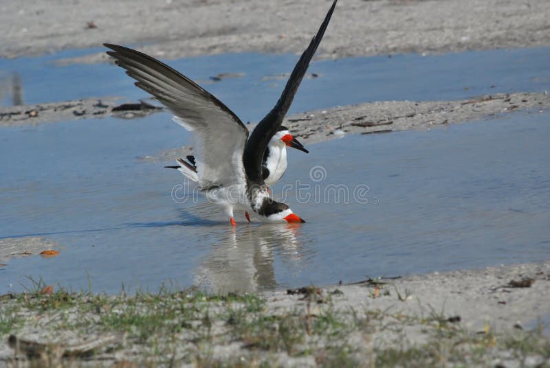 Tern taking Off, Florida stock photo. Image of wader - 24887046