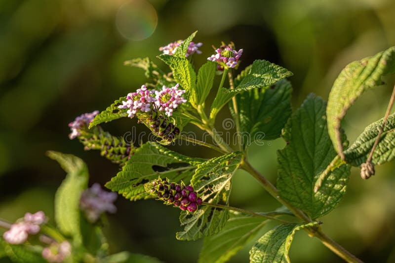 Ternate Lantana Plant stock image. Image of trifolia - 264278159