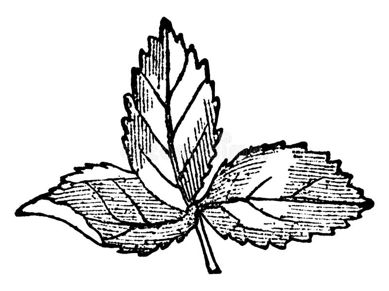 Ternate Leaf Vintage Illustration Stock Vector - Illustration of vector ...