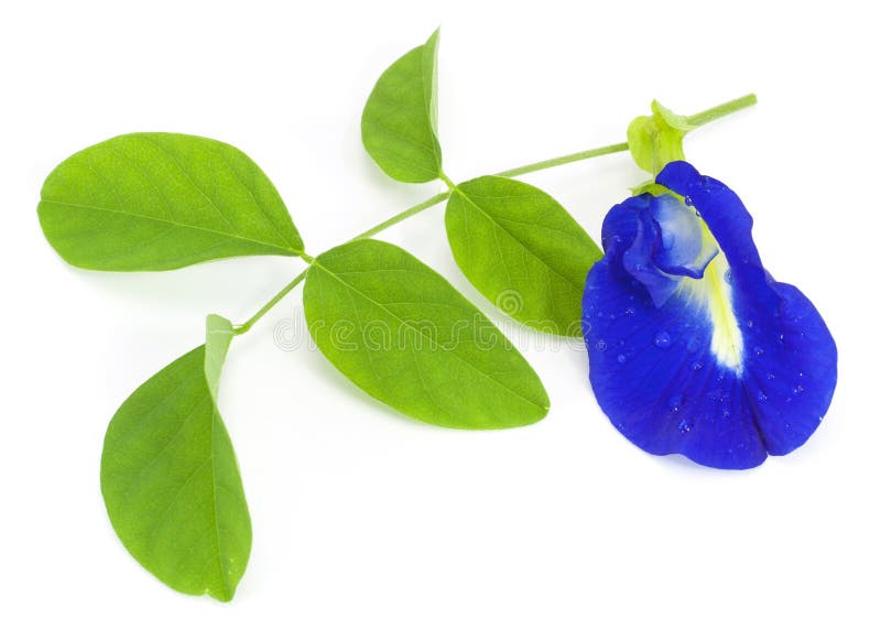 Ternatea van Clitoria stock foto. Image of openlucht - 25348008