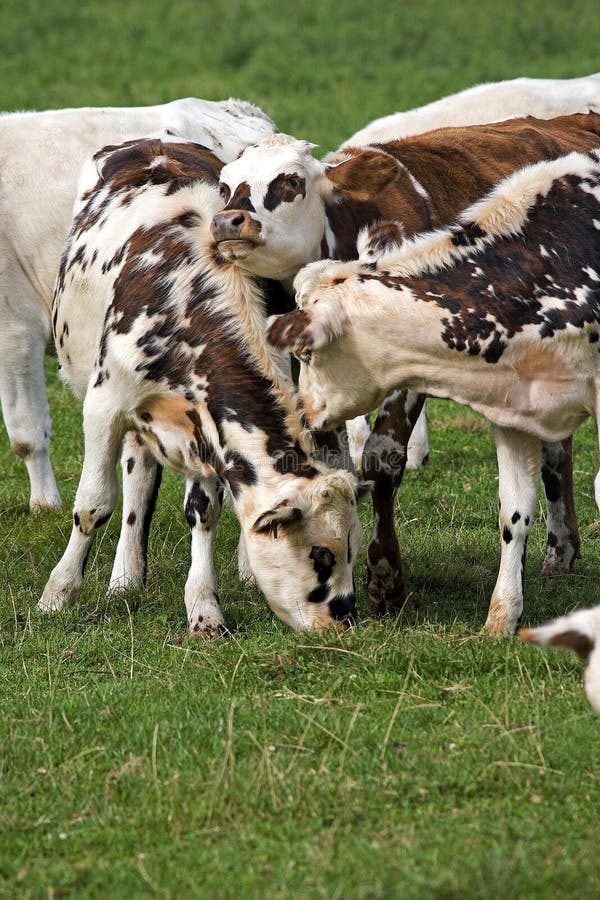 Ganado Normando Con Caballos Troteros Franceses Comiendo Normandía Foto ...