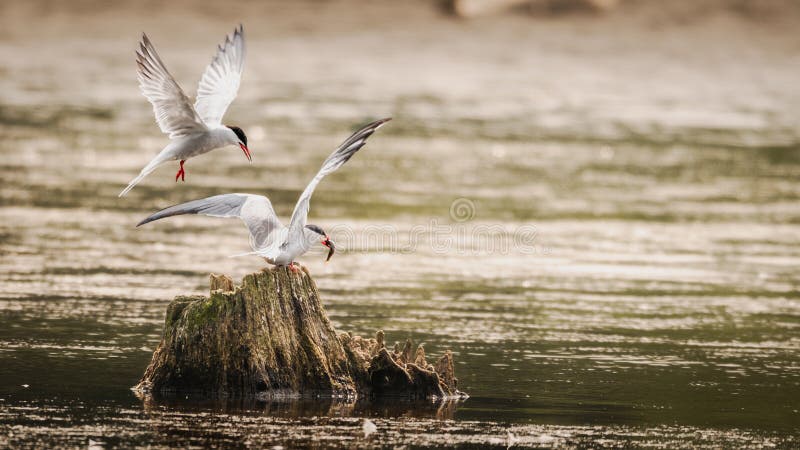 Terns fighting over a fish stock photo. Image of water - 278787904