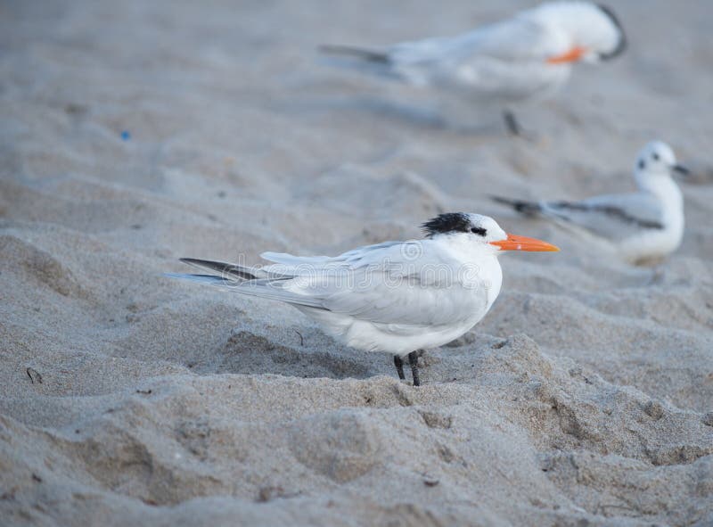 Terns on a florida beach stock photo. Image of tern, flight - 28907956
