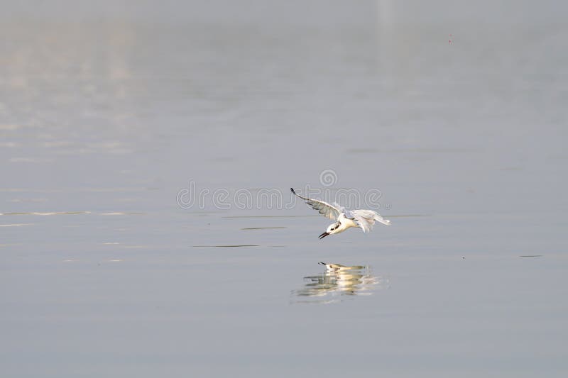Terns fly over the water stock image. Image of nature - 291177681