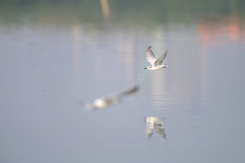 Terns fly over the water stock image. Image of feather - 291177713