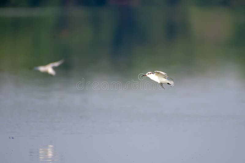 Terns fly over the water stock photo. Image of wild - 291177714