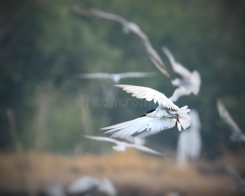 Terns Flying Above Fish Pond Stock Image - Image of terns, whiskered ...