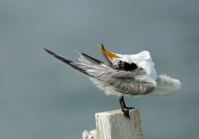 Greater Tern Preening Its Feather Stock Photo - Image of aves ...